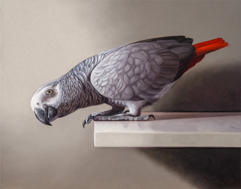 Curious African Grey Parrot | Fine Art Print | Lauren Pretorius ...